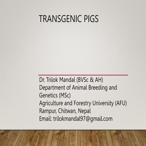 Transgenic-pigs- trilok.pptx