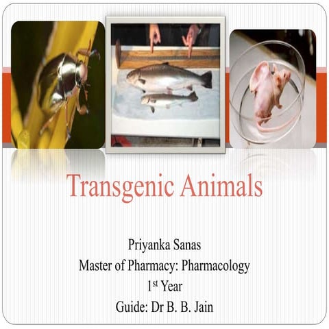 Transgenic animals | PPTX | Biological Sciences | Science