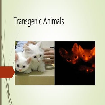Transgenic animals | PPTX