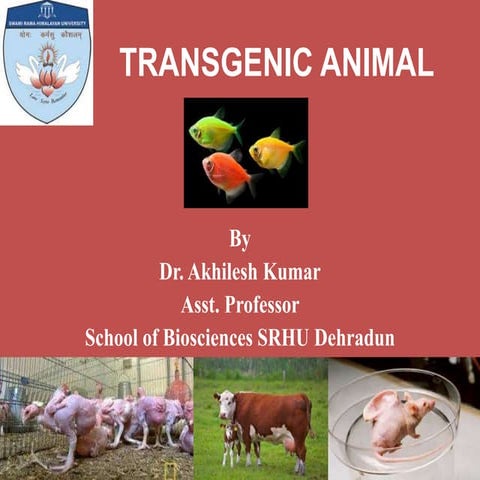 Transgenic animals | PPTX