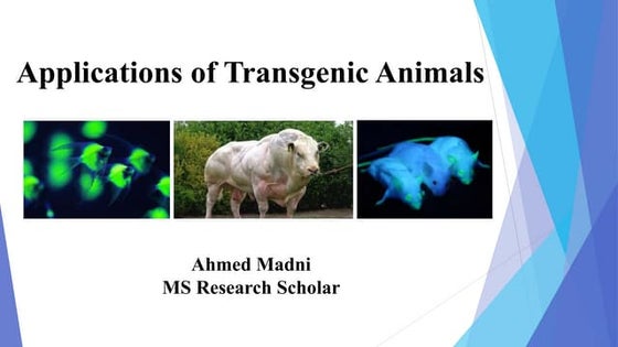 Transgenic animals | PPT