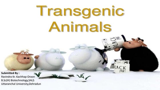 Transgenic animals and process to make transgenic animals | PPT