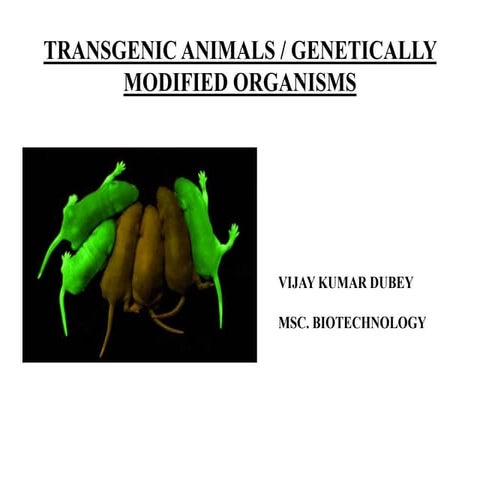 TRANSGENIC ANIMALS/GENETICALLY MODIFIED ORGANISMS | PPTX