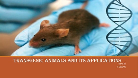 production of transgenic animals .pptx