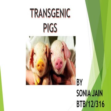 Transgenic pig (1) (1) | PPT
