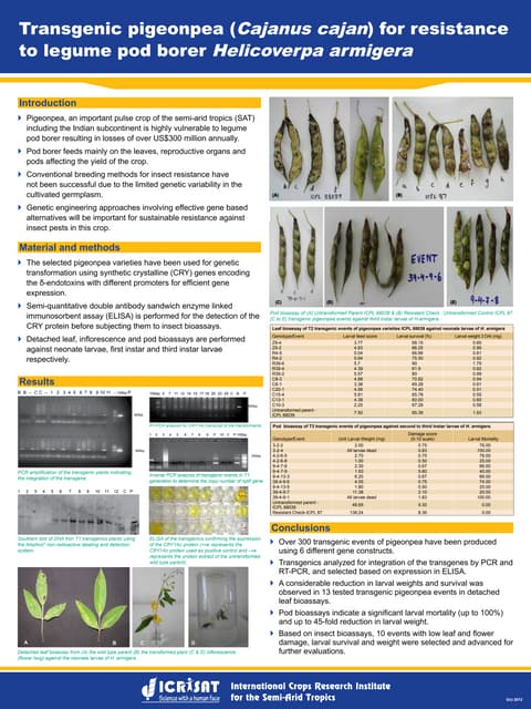 Evaluation of Insecticide Efficacy Against Sugarcane Aphid | PPT