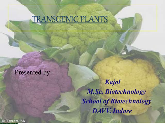 Transgenic plants and their Application | PPTX