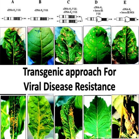 Transgenic plants for viral disease resistance | PPTX