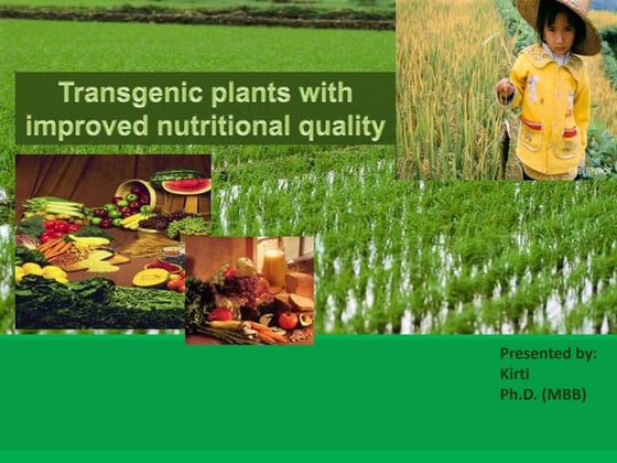 GOLDEN RICE; The genetically modified crop in India | PPTX