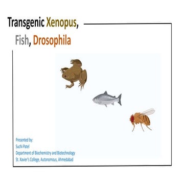 Transgenic Xenopus, fish and drosophila.pptx