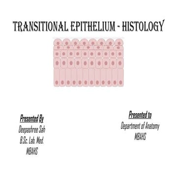 Transitional epithelium - Histology aspects | PPTX