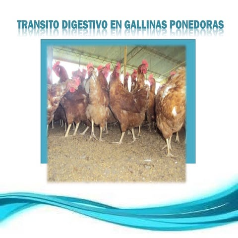 Transito digestivo en aves de postura | PPT