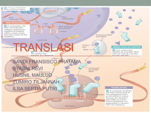 Transkripsi & Translasi | PPTX