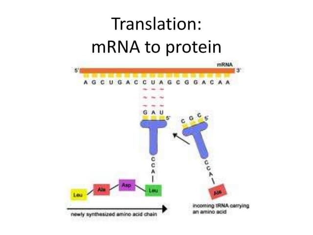 How to read a codons chart | PDF