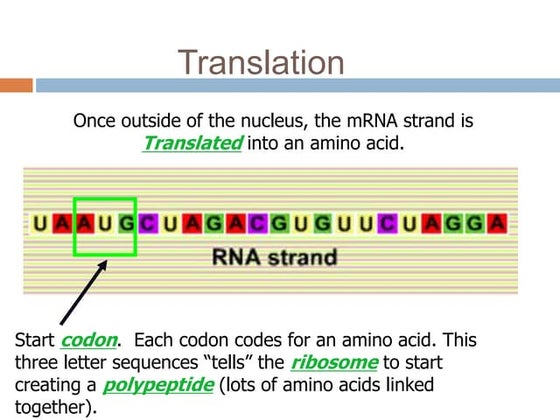 Day 5 protein synthesis | PPTX
