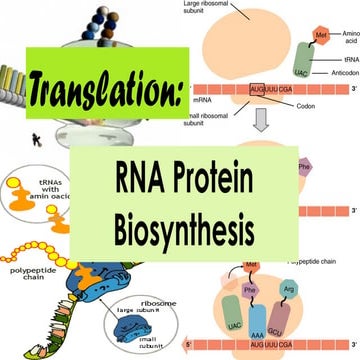 Translation of Protein Grade 10 Lecture.pptx