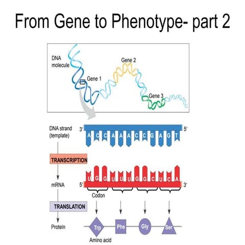 Translation of Proteins.ppt