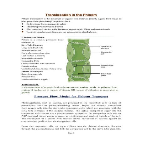 PHLOEM TRANSPORT IN PLANTS (BOTANY).pptx