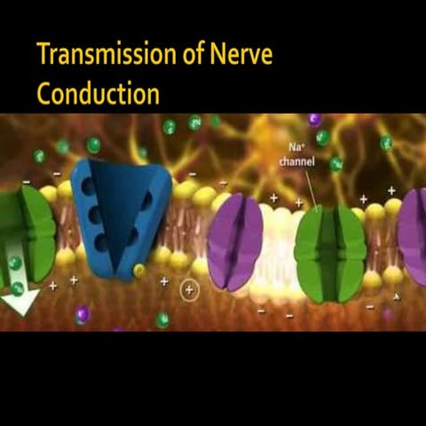 Transmission of nerve impulse | PPTX