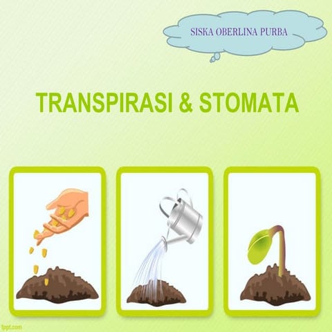 Transpirasi & stomata | PDF