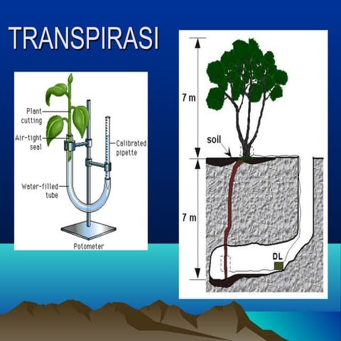 Transpirasi tumbuhan 2 kmkpom'[p | PPT