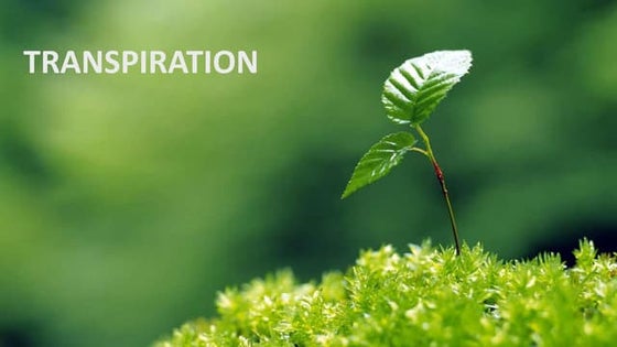 Transpiration | PPT