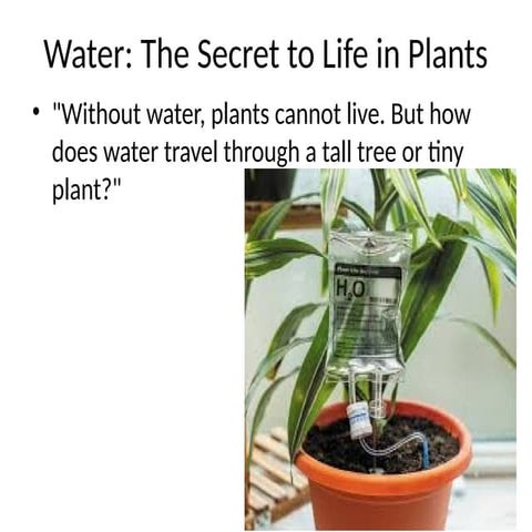 Topic: Parts of a plant for the 4th grades | PPTX