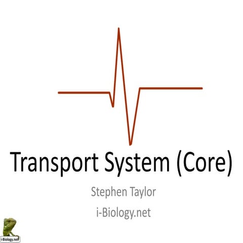 The Transport System (Core) | PPT