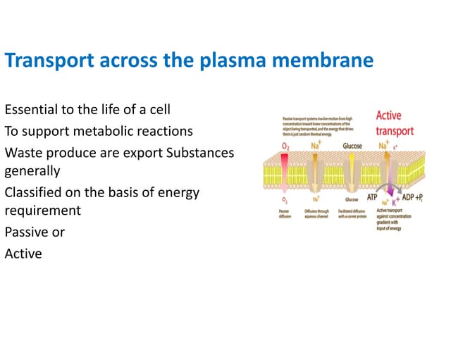 Filtration, diffusion, and osmosis | PPTX