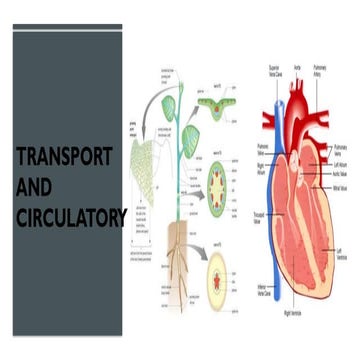 A Transport and circulatory systems.pptx