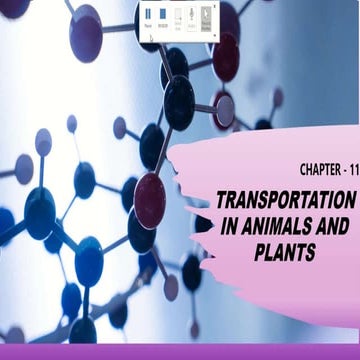Transportation in plants and animals | PPTX