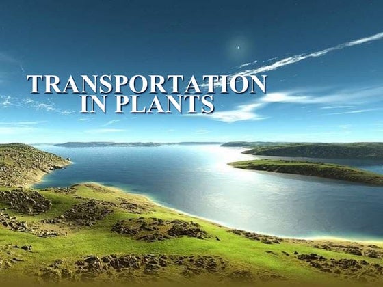 Transport in plants | PPT