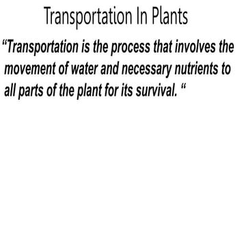 Xylem And Phloem | PPT