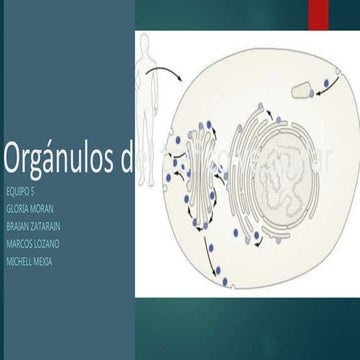 Transporte vesicular | PPTX