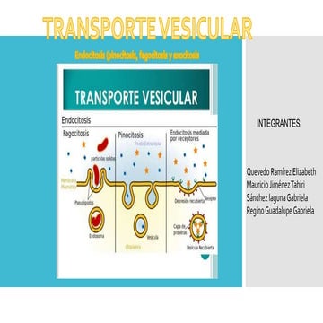 Transporte vesicular-pptx | PPTX