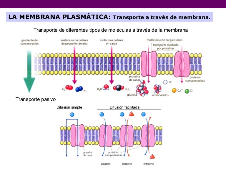 Transporte a través de membranas