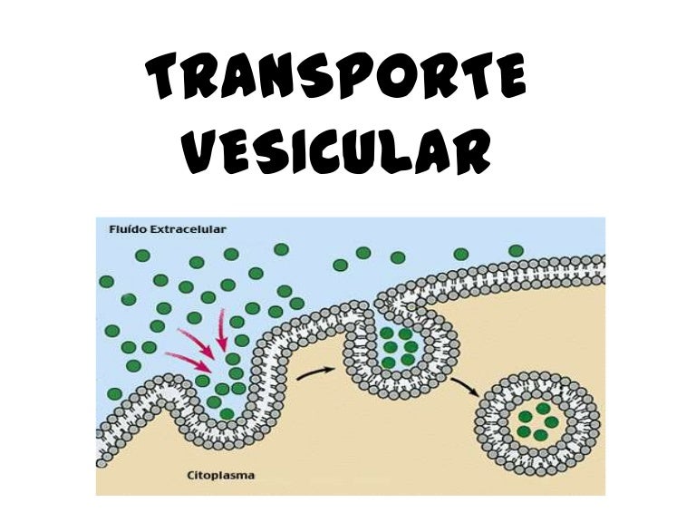 Examples Of Vesicular Transport In The Human Body at Jake Jordan blog