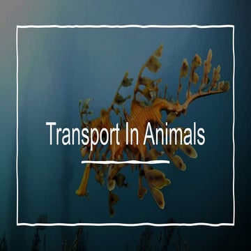 Transport In Animals .pptx