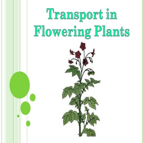 Transport in flowering plants (self created) | PPT