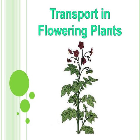 Transport in flowering plants (self created) | PPT