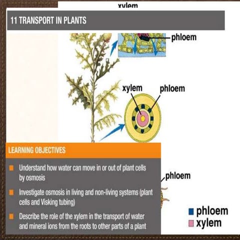 Transport in Plant.ppt