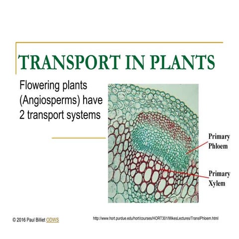 TRANSPORT_IN_PLANTS.ppt
