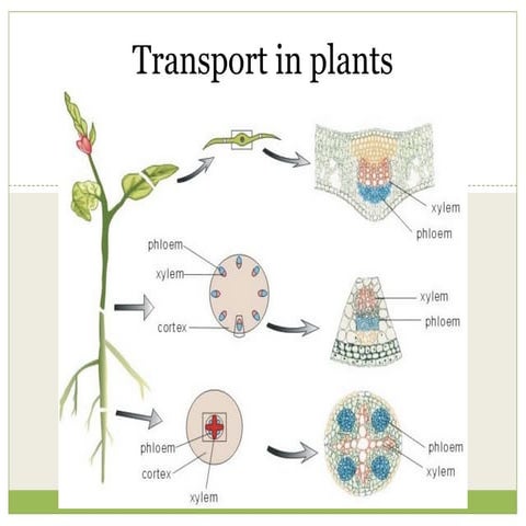 Transport in plants | PPTX