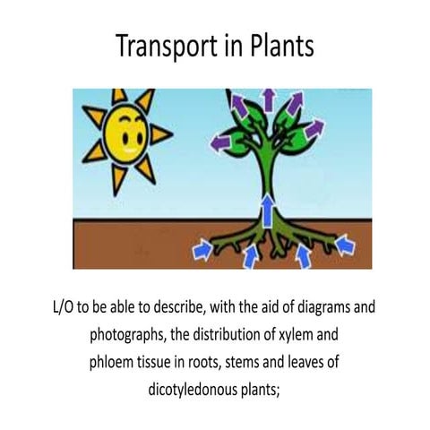 Transport in plants 2 xylem and phloem structure | PPTX