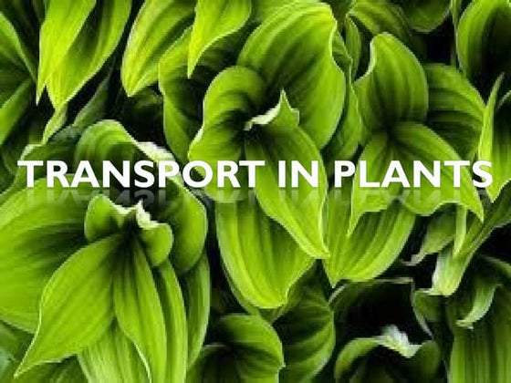 Transportation in plants | PPTX