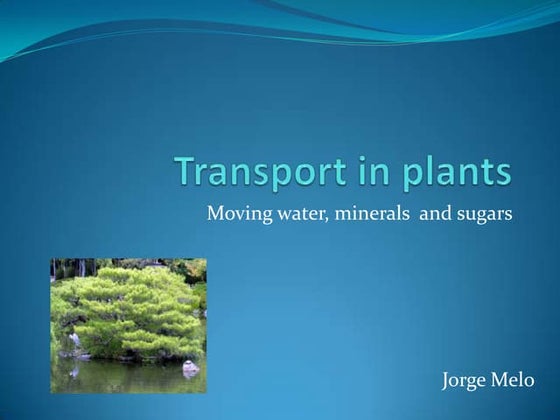 P5 Science - Plant Transport System | PPT | Gardening | Home & Garden