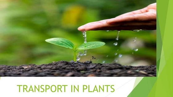 Transport in plants | PPT