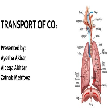 TRANSPORT OF CARBON DIOXIDE | PPT