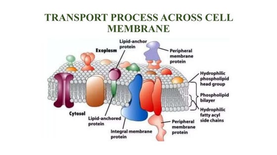 Plasma membrane( fluid mosaic model)ppt. | PPTX | Chemistry | Science
