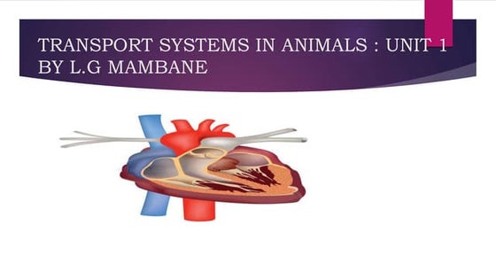 Circulatory system | PDF
